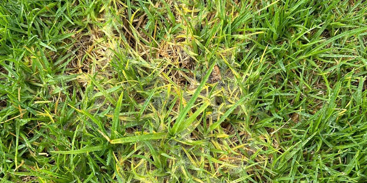 Why is My Lawn Turning Yellow? 7 Reasons Plus Solutions — Lofty Lawn ...